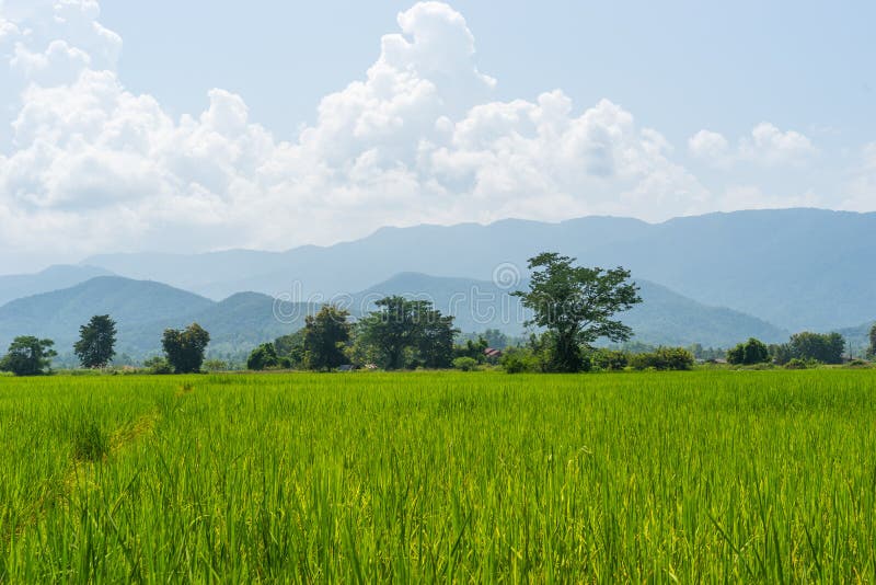 Rice Field in Askole Village in Summer, K2 Trek, Gilgit, Pakistan Stock ...