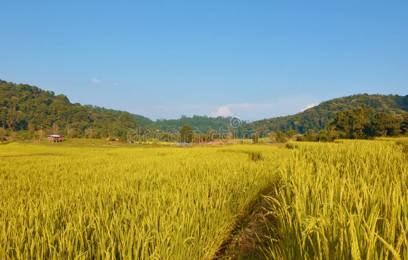 Rice field background stock image. Image of sunset, landscape - 130659001
