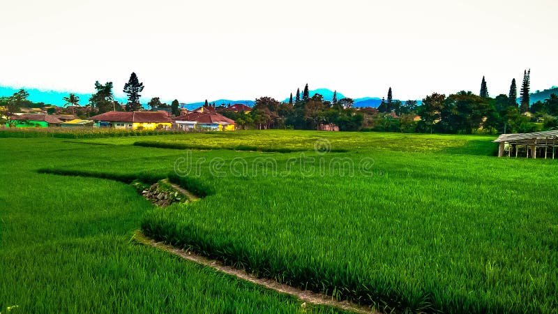 Rice Field at Cianjur West Java Stock Image - Image of peaceful ...