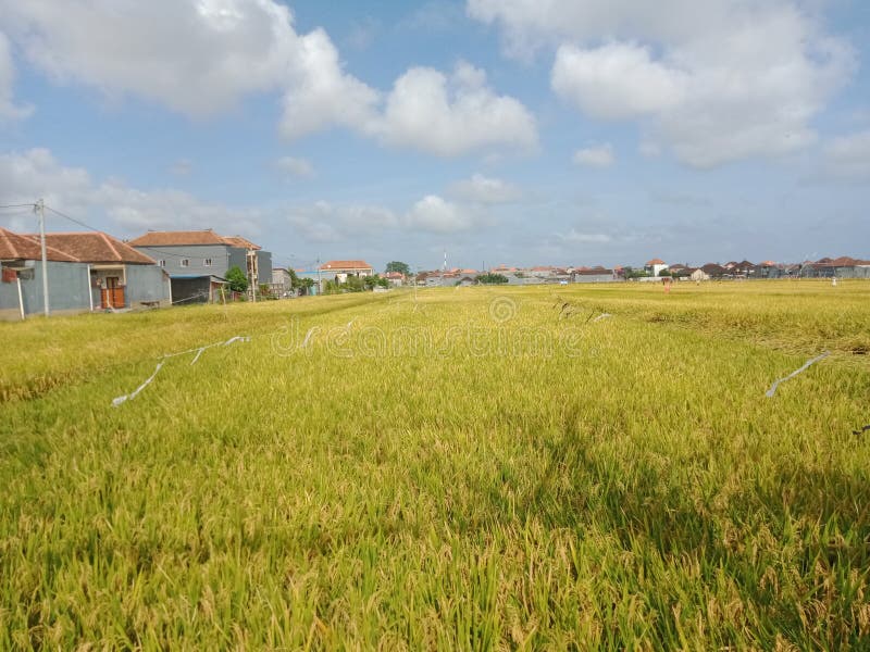 Rice field in the City stock photo. Image of pasture - 204334408
