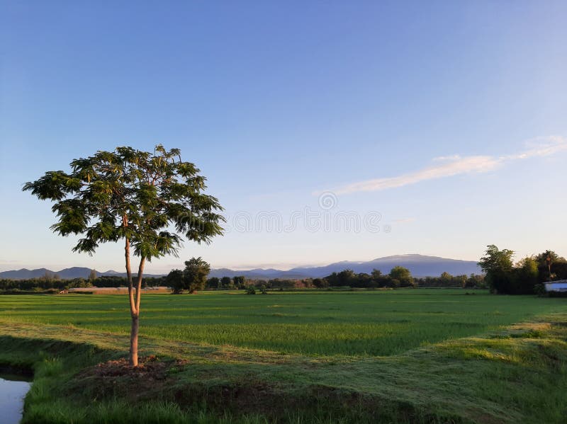 Rice Field Clear Blue Sky Mountain View Stock Image - Image of plant ...