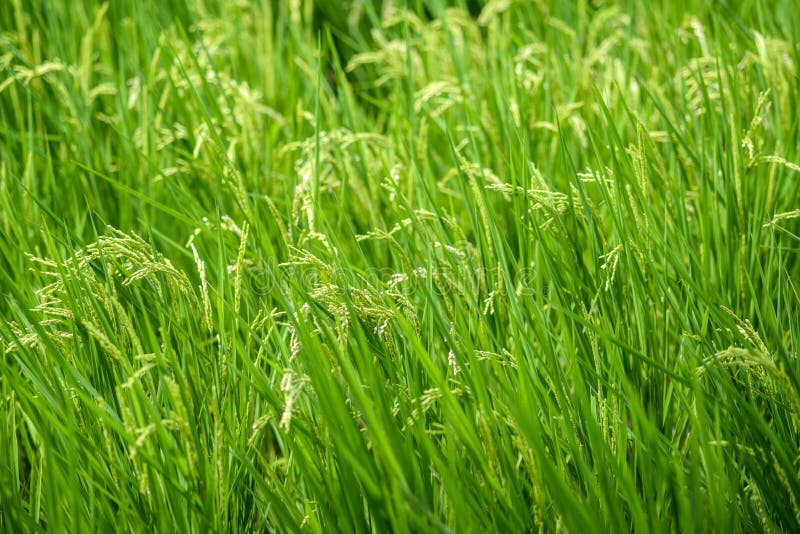 Rice field close up stock photo. Image of nature, green - 134691750