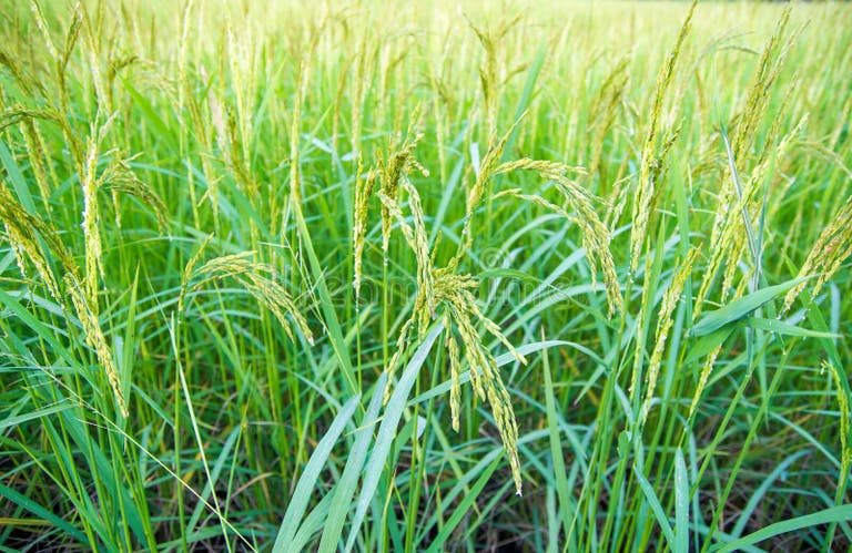 Rice field stock photo. Image of crop, agriculture, leaves - 46490624