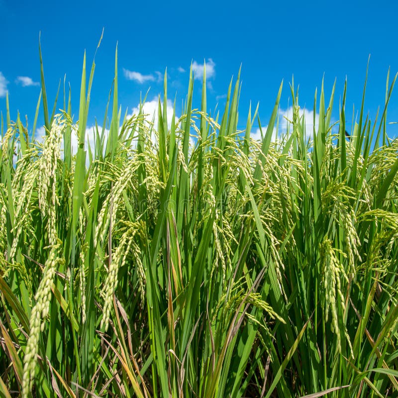Rice Field Close Up on Bali Stock Image - Image of farming, countryside ...