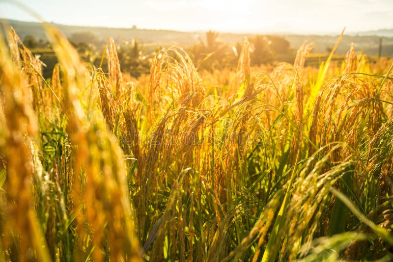 Rice Field Close Up on Bali Stock Image - Image of background, natural ...