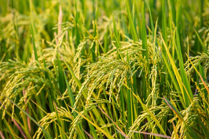 Rice Field Close Up on Bali Stock Photo - Image of closeup, nature ...