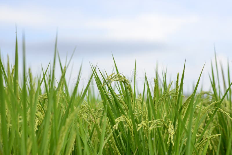 Rice field stock photo. Image of outside, botany, outdoor - 76352606