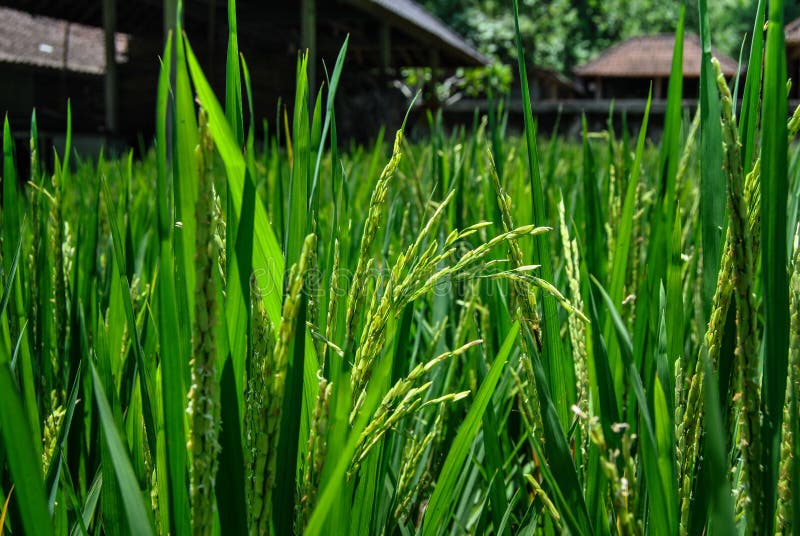 Rice field. Close up. stock photo. Image of farming, growth - 66320426