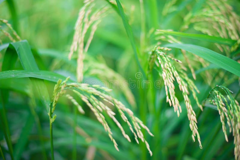 Rice field close up ready stock photo. Image of grain - 64607526