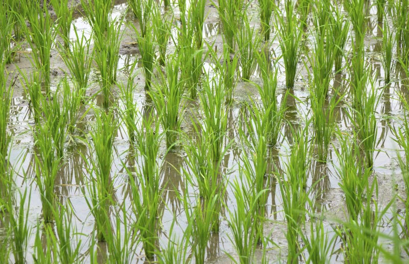 Rice Field, Close Up in Sunny Day Stock Photo - Image of outdoor ...