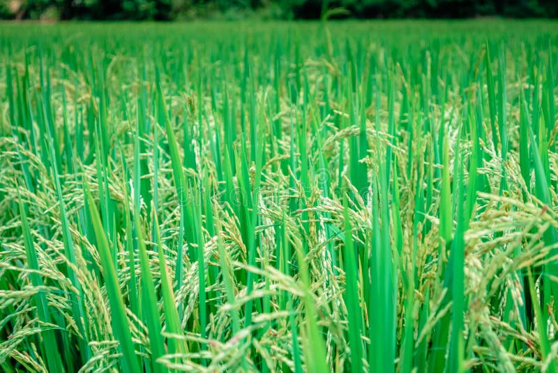 Rice in Field stock photo. Image of friesian, holstein - 45446016