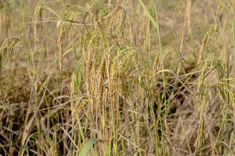 Rice Field, Close Up Yellow Rice Seeds Stock Image - Image of ...