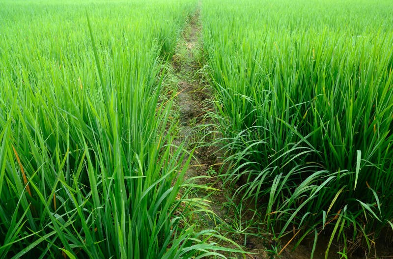 Rice field stock photo. Image of paddy, season, rural - 58085942