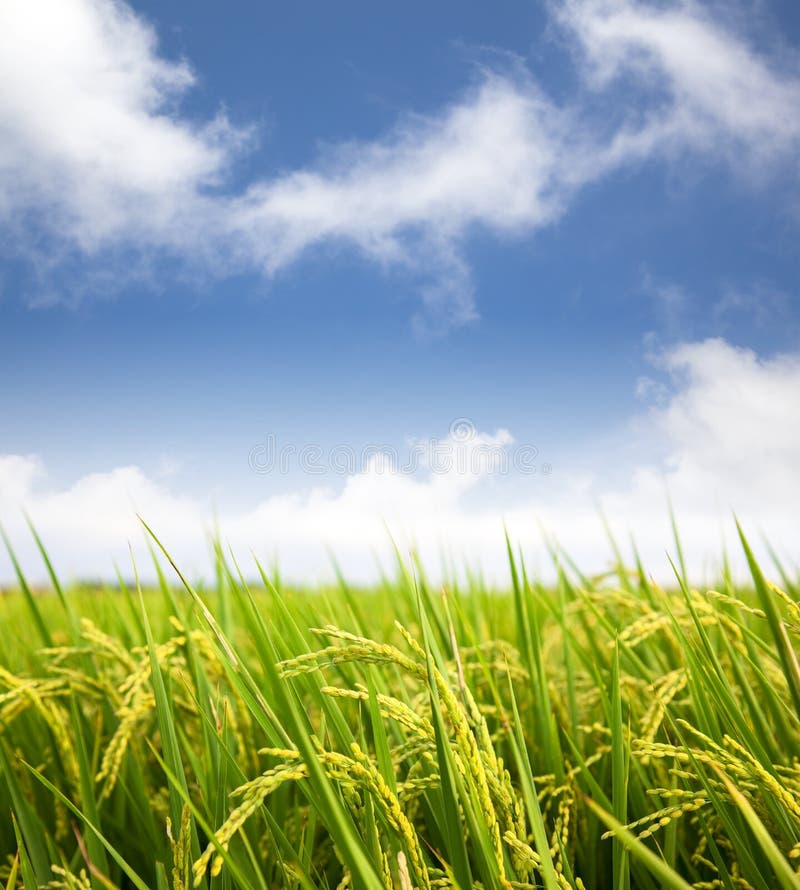 Rice field with cloud stock photo. Image of countryside - 22023036