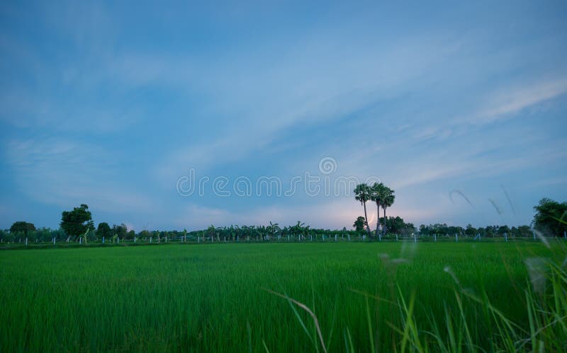 Rice field and cloud stock photo. Image of food, road - 74507310