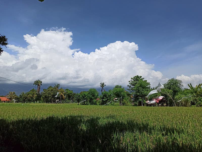 Rice field and clouds stock image. Image of rice, plant - 182224139