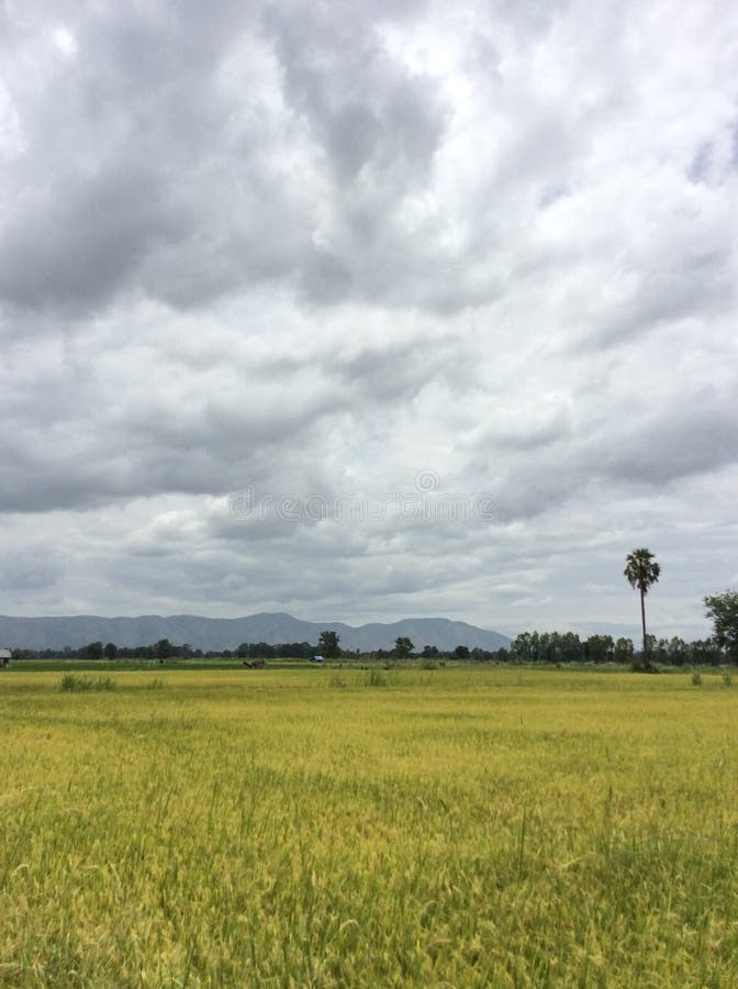 Rice field stock photo. Image of camera, landscape, rice - 59457530