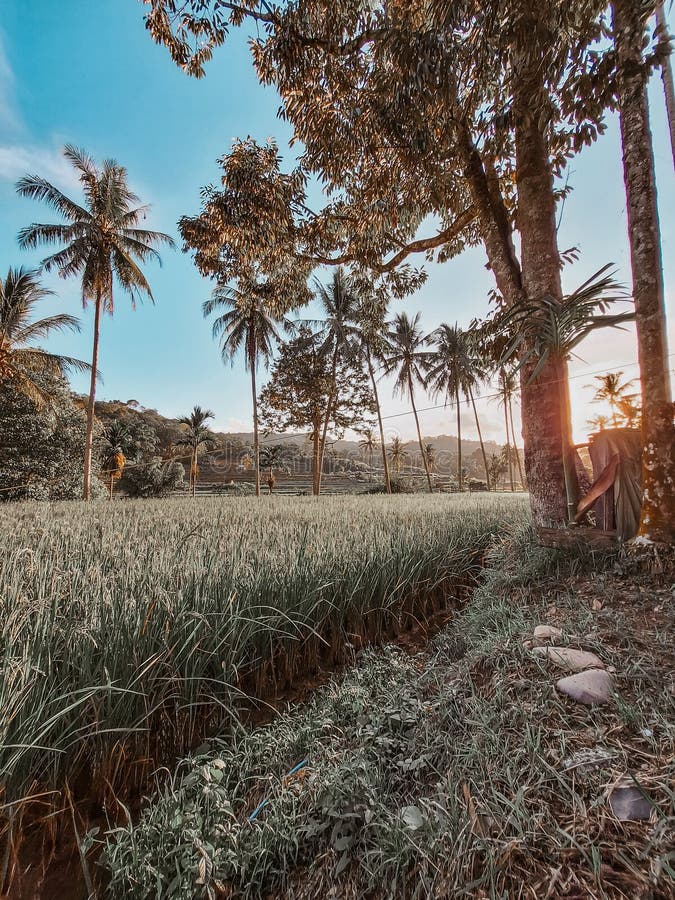 The Rice Field and Coconut Tree at Noon Stock Photo - Image of tree ...