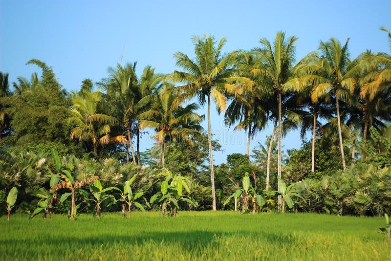 17,665 Coconut Field Stock Photos - Free & Royalty-Free Stock Photos ...