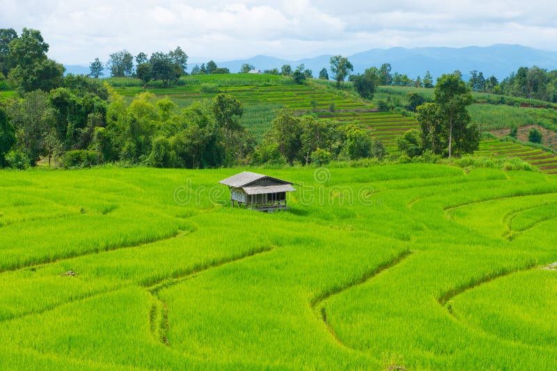 Rice Field with Cottage in Thailand Stock Image - Image of farmer ...