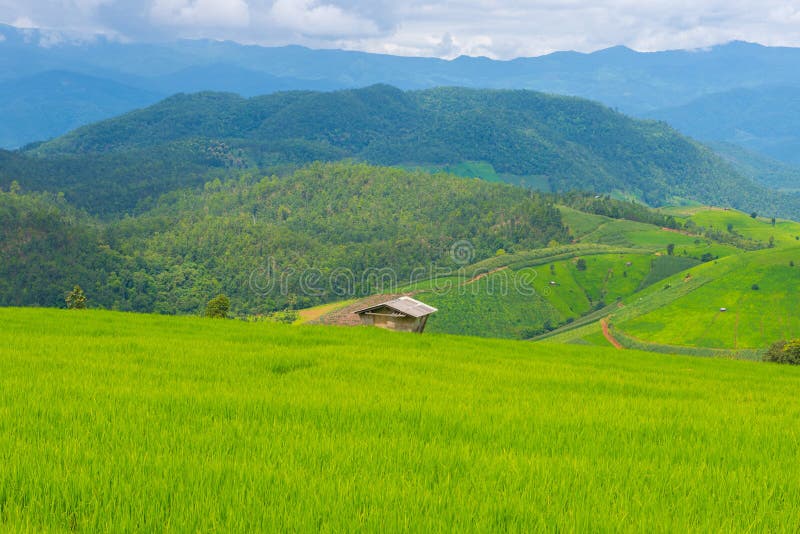 Rice Field with Cottage in Thailand Stock Photo - Image of cultivation ...