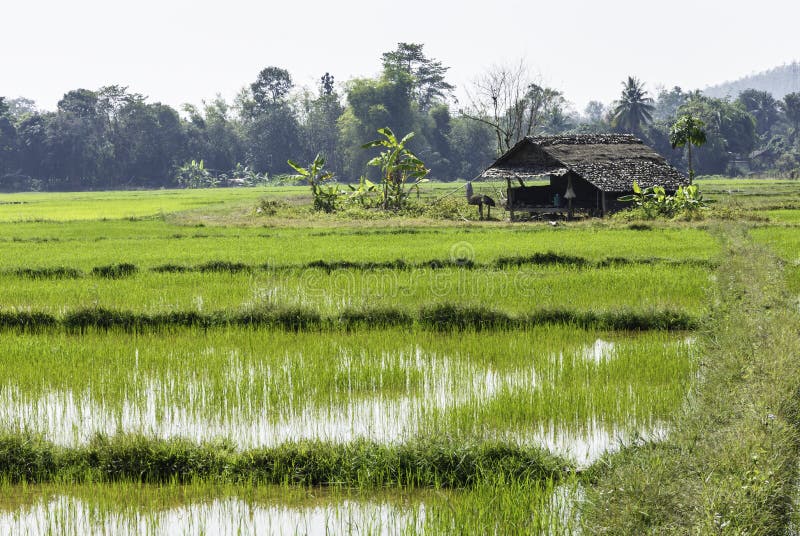 Rice field with cottage stock photo. Image of mountain - 56433900