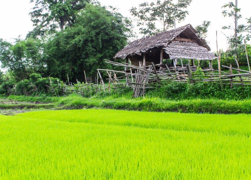 Rice Field with Cottage in Thailand Stock Photo - Image of hill, grow ...