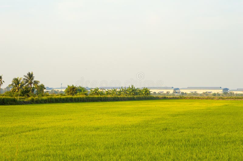Rice field stock image. Image of fresh, field, country - 55666767