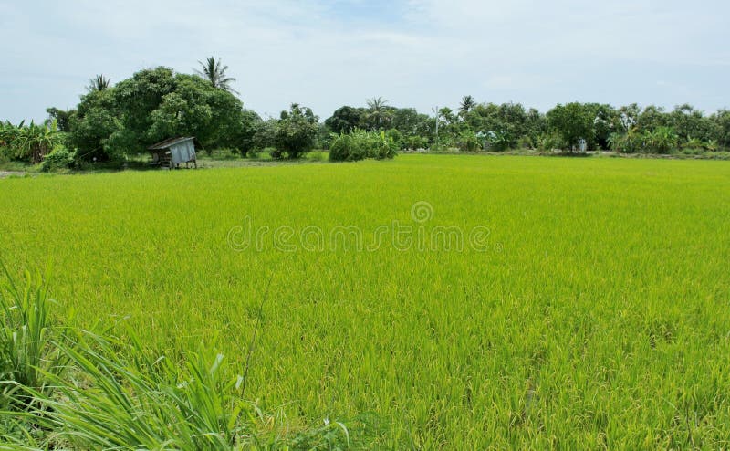 Rice Field in Countryside, Agriculture Background Stock Photo - Image ...