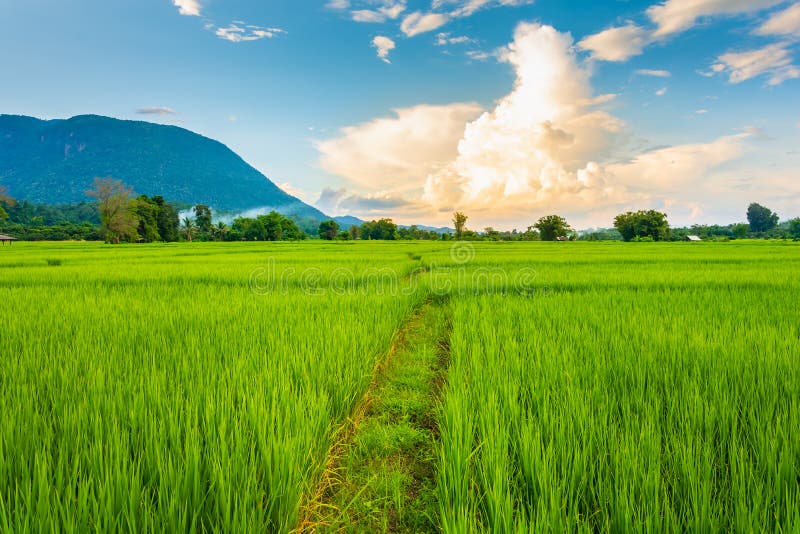 Rice Field at Countryside in Cloudy Sunset Sky. Stock Photo - Image of ...