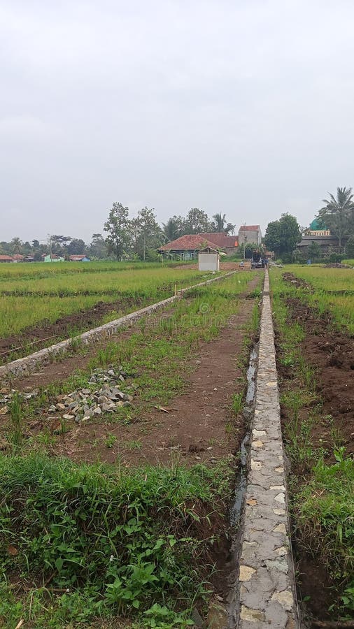 Rice Field, Countryside, Daylight, Road, Rice, River Stock Photo ...