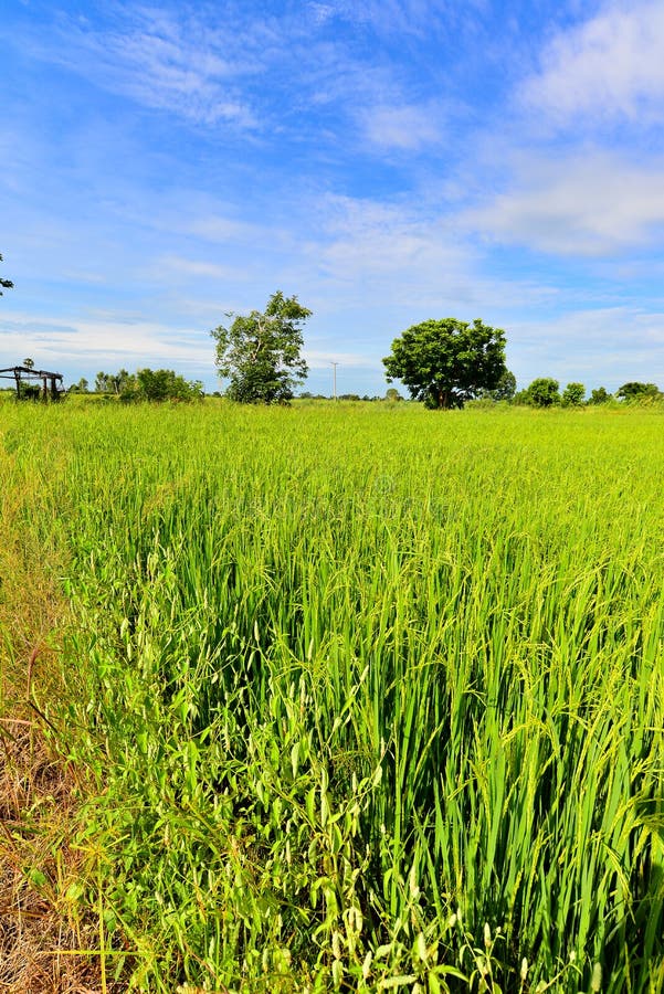 Rice Field at the Countryside Stock Photo - Image of grass, farm: 76031756