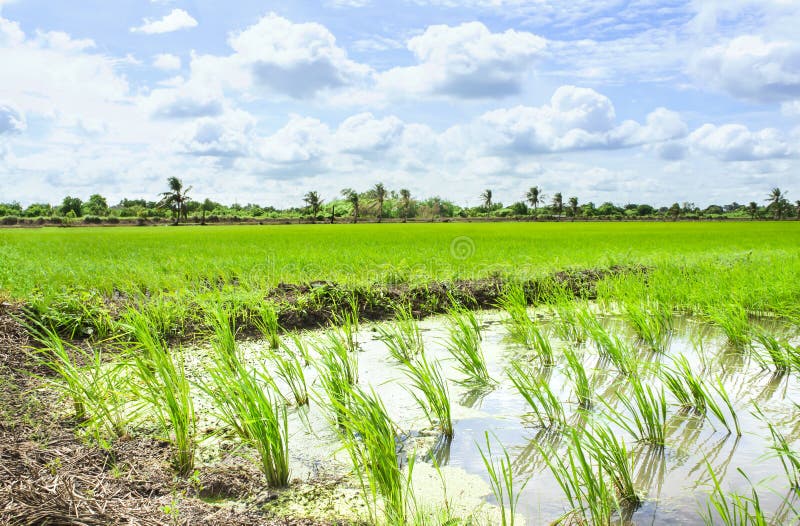 Rice field stock photo. Image of asian, agricultural - 44142404