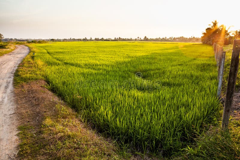 Rice field stock image. Image of outdoor, cultivate, grass - 36231905