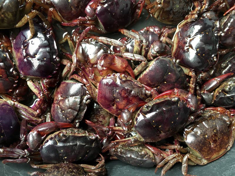 Rice field crab stock photo. Image of natural, closeup - 125496498