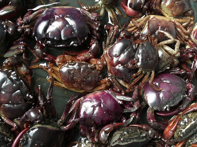 435 Rice Field Crab Stock Photos - Free & Royalty-Free Stock Photos ...