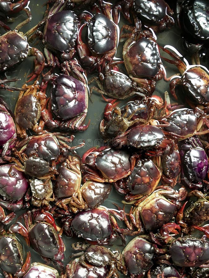 435 Rice Field Crab Stock Photos - Free & Royalty-Free Stock Photos ...