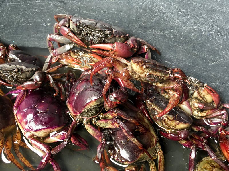 435 Rice Field Crab Stock Photos - Free & Royalty-Free Stock Photos ...