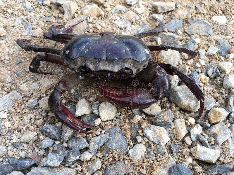 Rice Field Crab on the Ground Stock Photo - Image of nature, crab ...