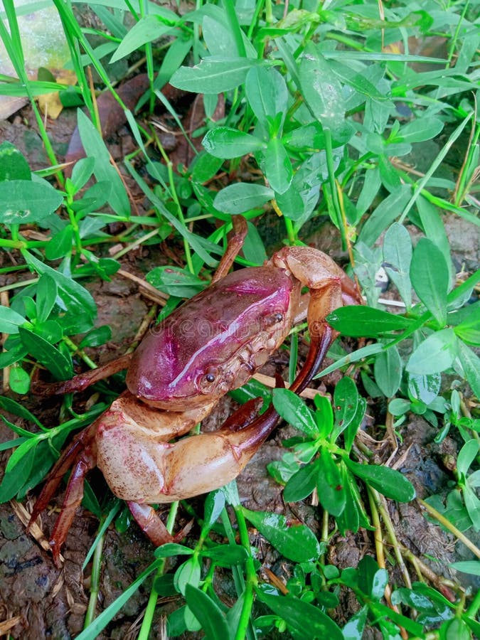 Rice field crab stock image. Image of rice, crabs, live - 251632965