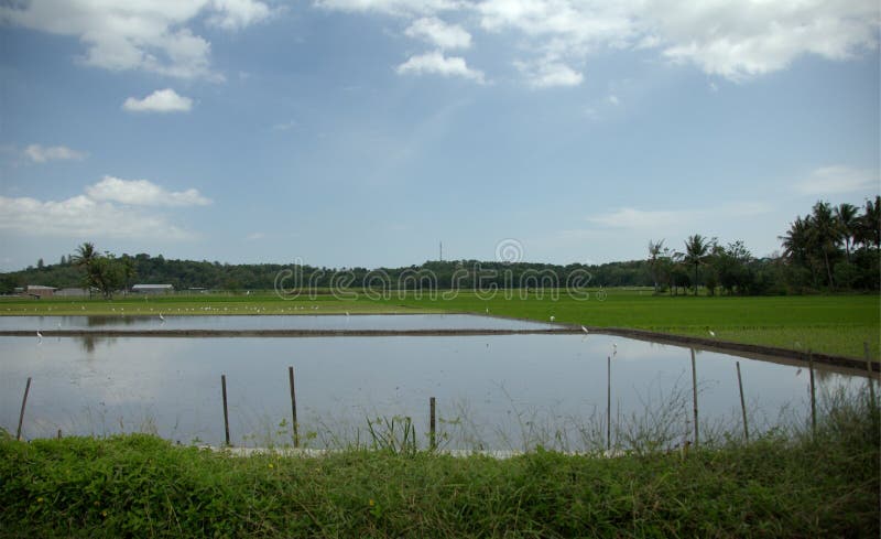 A Rice Field in Cultivation Stock Image - Image of green, crop: 258698647