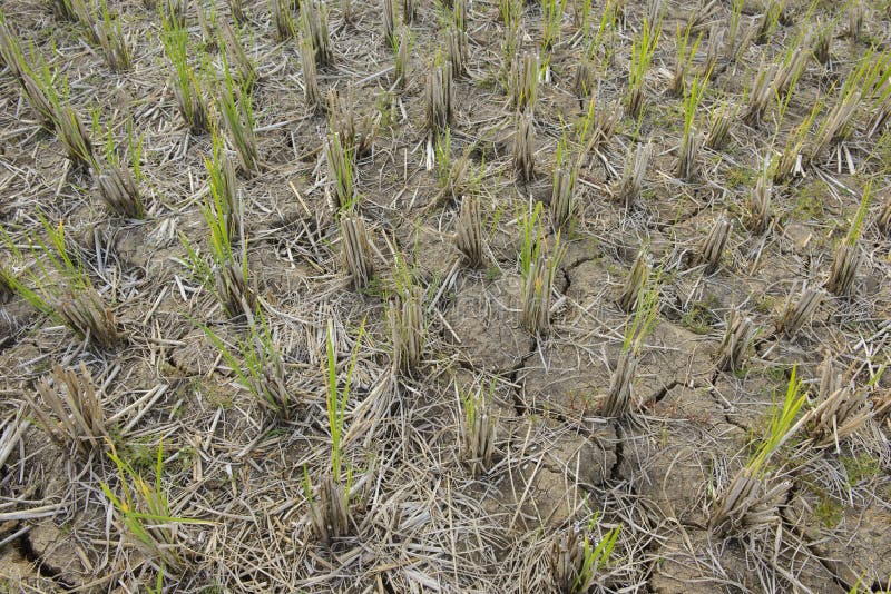 Cutting Paddy on the Land. a Beautiful Landscape on the Bangladesh ...