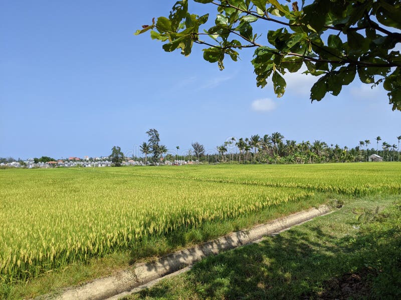 Rice Field in Da Nang stock image. Image of farm, rice - 242293987