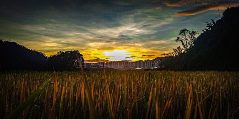 The rice field at dawn stock photo. Image of nature - 213761540