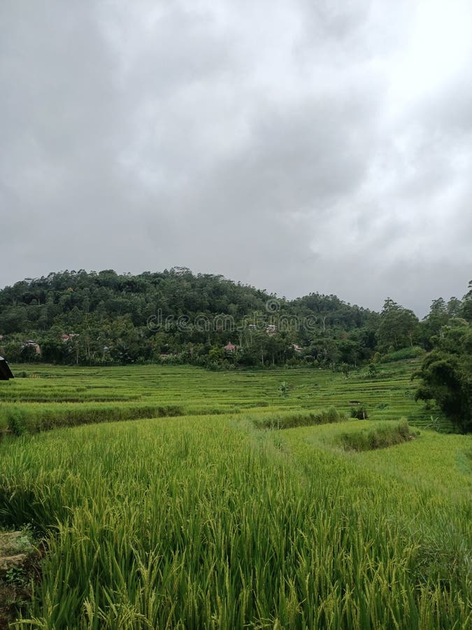 Rice field destination stock image. Image of rice, village - 277099461