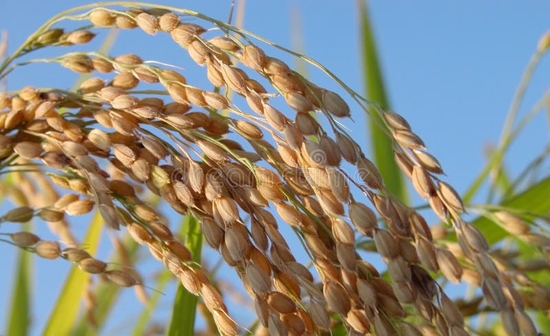 Rice field detail stock image. Image of crop, botany, japan - 235677
