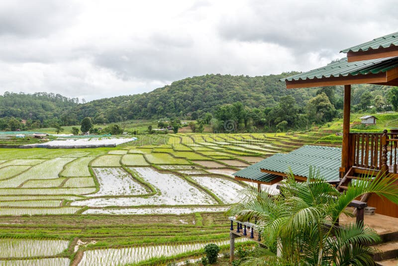 Chiang Rai, Rice Field Thailand, Nov 2015 Stock Image - Image of ...