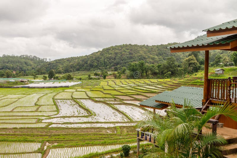 Chiang Rai, Rice Field Thailand, Nov 2015 Stock Image - Image of ...