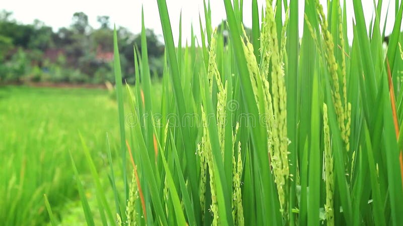 Rice Field Dolly Shot, from Right To Left Stock Video - Video of cereal ...