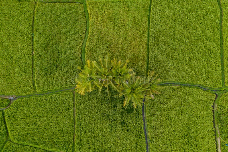 Rice Field from Drone. Top View. Nature Background Stock Photo - Image ...